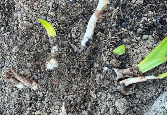 Gardening Terms: Common and Not So Common - HubPages