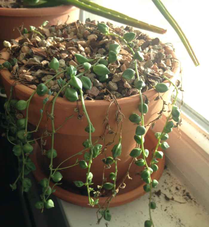 Bring a Touch of Elegance to Your Home With a String of Pearls Plant ...