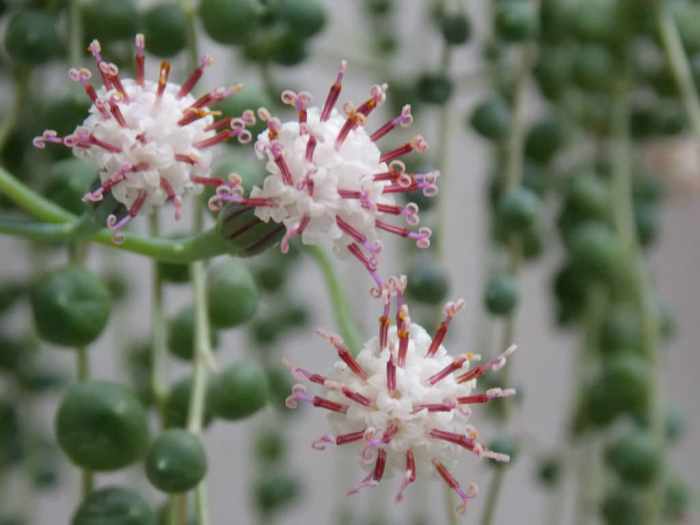 Bring a Touch of Elegance to Your Home With a String of Pearls Plant ...