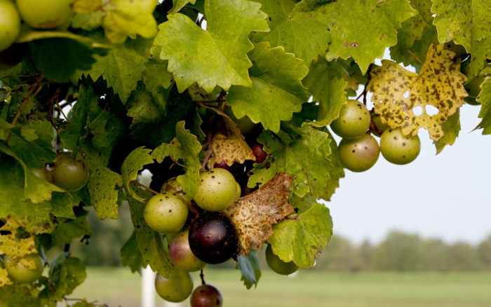 How to Plant and Cultivate Muscadine Grapes - HubPages