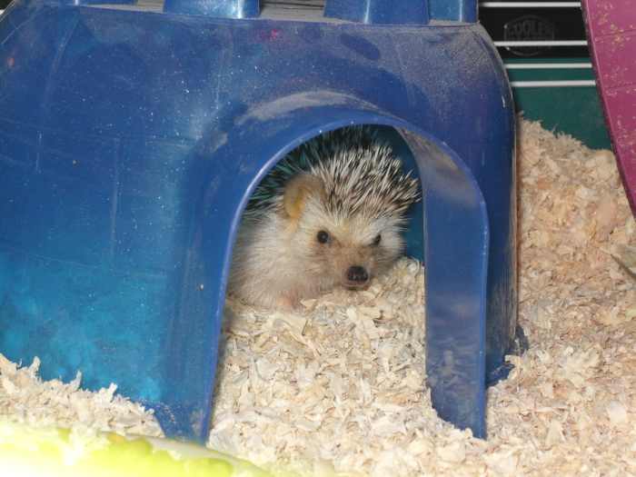 How to Care for a Hedgehog - HubPages