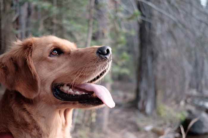 Understanding Dog Counterconditioning - HubPages