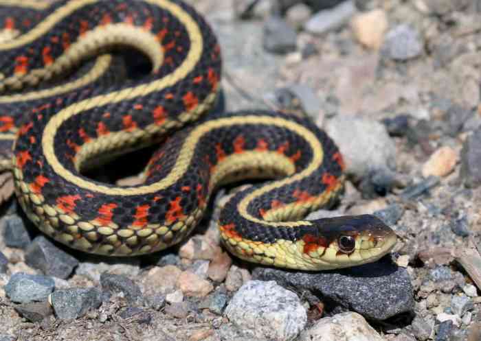 5 Pet Snakes That Don’t Eat Rodents - HubPages
