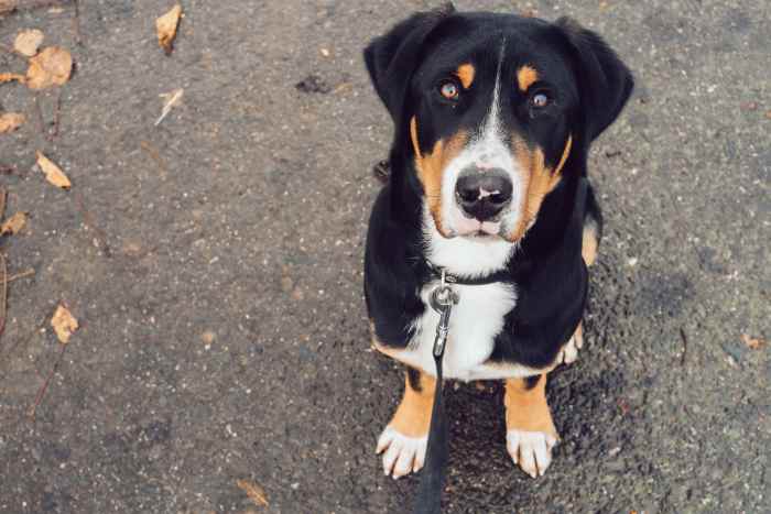 Understanding Extinction Bursts in Dogs - HubPages