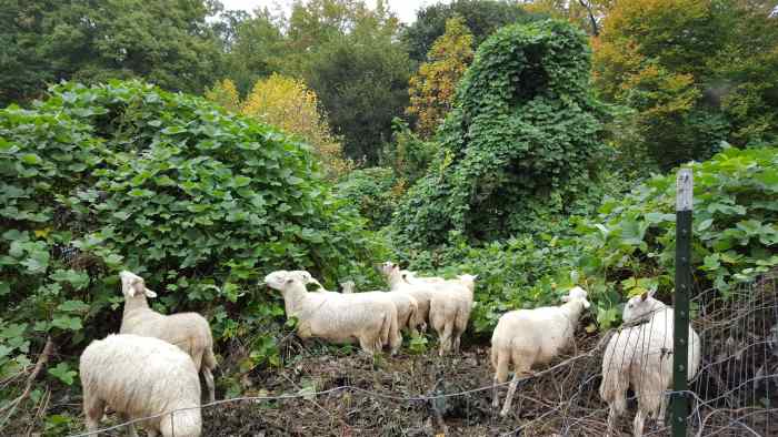 Why Does Kudzu Profitable in its Native but a Loss in the United States ...