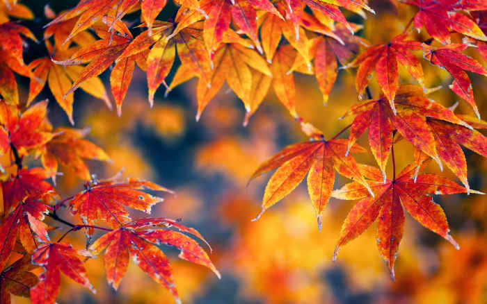 The Art of Accurately Describing Leaves for Identification - HubPages