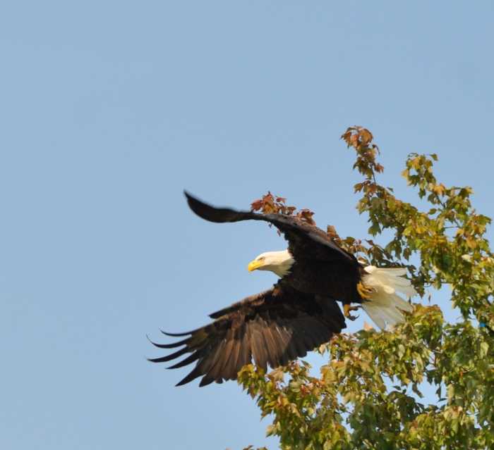 How to Identify Bald Eagles by Wing Pattern - HubPages