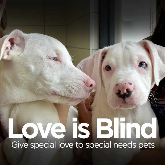Special Needs Pets Need Love Too - HubPages