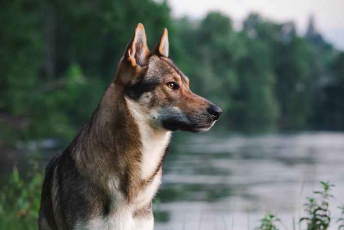 10 Dog Breeds That Look Like Wolves - HubPages