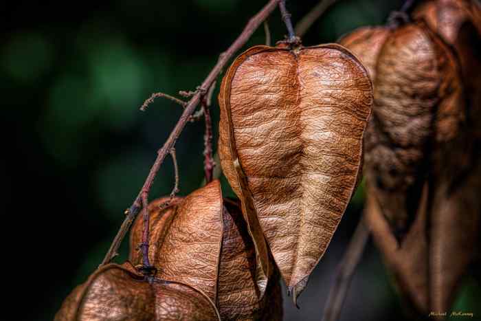 How to Plant and Care for a Golden Rain Tree - HubPages