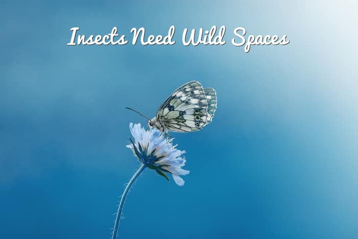 Insect Needs: How a Garden or Wild Space Helps Insects Thrive - HubPages