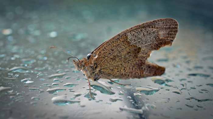 Insect Needs: How a Garden or Wild Space Helps Insects Thrive - HubPages