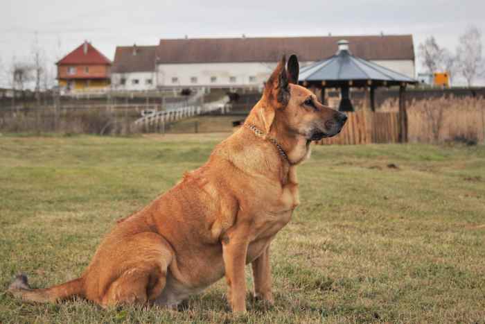 The Function of a Dog's Hackles and What Raised Hackles Mean - HubPages