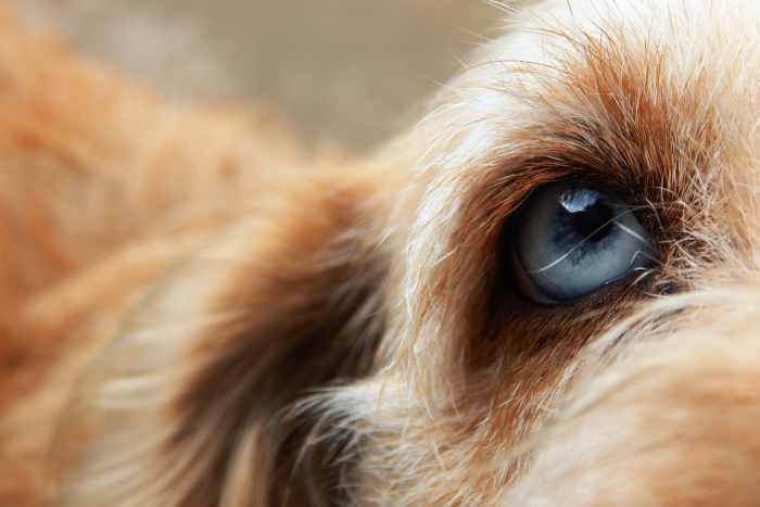 Why Are My Dog's Eyes Darting Back and Forth? - HubPages
