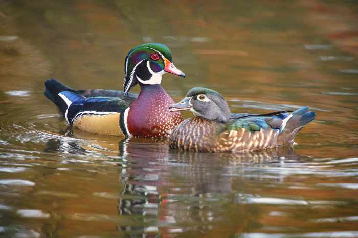 Colorful Wood Ducks and the Continuing Threats They Face - HubPages