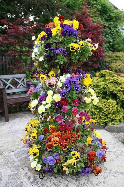 How to Plant and Care for Winter-Blooming Pansies - HubPages