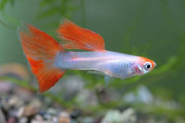 6 Best Fish for Hard Water Aquariums - HubPages