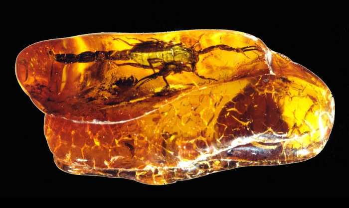 Diversity of Life on Earth Millions of Years Ago Revealed in Preserved ...