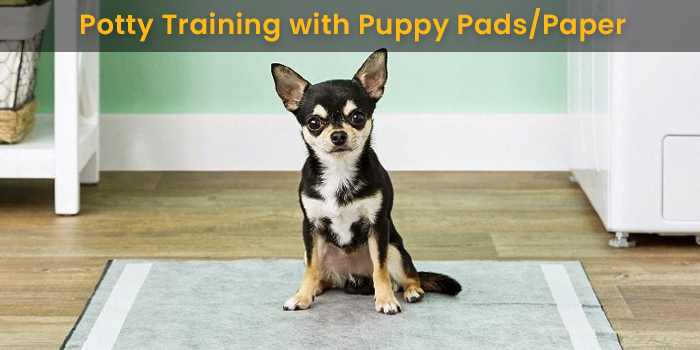Everything You Need to Know About Potty Training a Puppy - HubPages