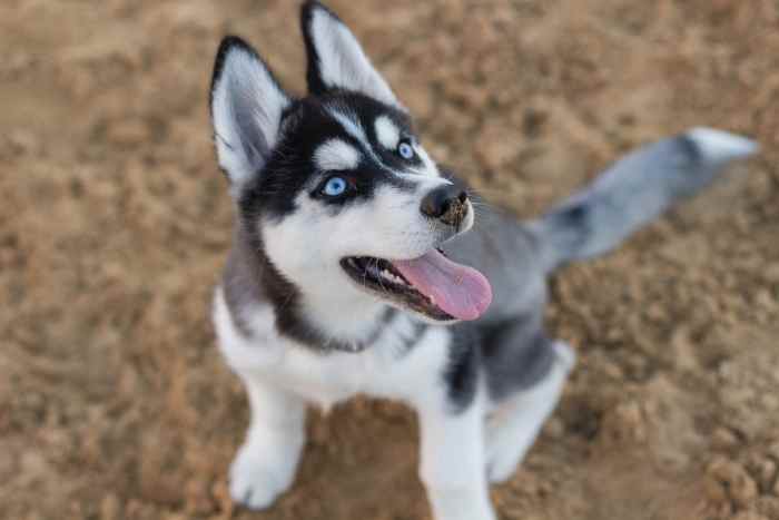 80+ Eskimo and Inuit Names for Huskies and Other Dog Breeds - PetHelpful