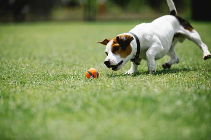 Top 10 Dog Breeds Ideal for Catching Rats - PetHelpful