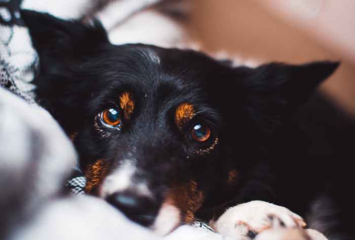 Why Is My Dog's Third Eyelid Showing? (4 Common Causes) - PetHelpful