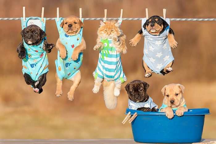 Top 5 Best Dog Breeds for Families with Small Children - HubPages