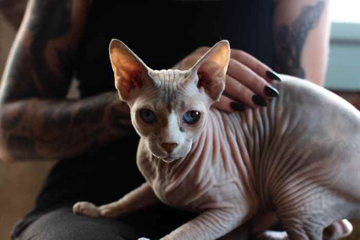 7 Hairless Cat Breeds: Cats Without Fur - HubPages