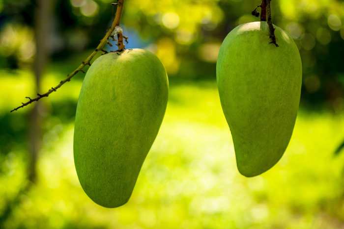 24 Fruit Names in Romanian - HubPages