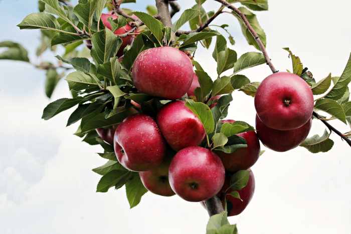 24 Fruit Names in Romanian - HubPages
