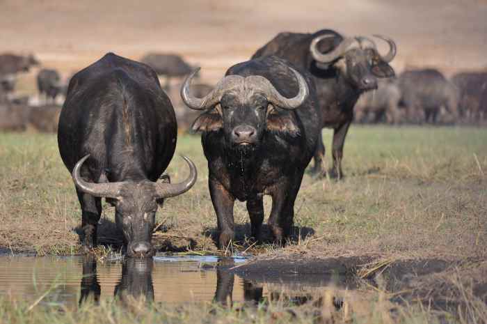 20 Animal Names in Danish and English - HubPages