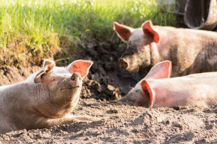 20 Animal Names in French - HubPages