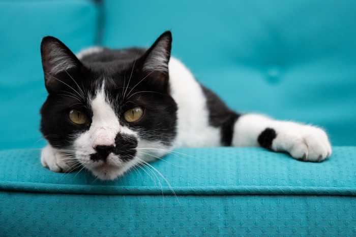 7+ Bicolor Pattern Variations in Cats (And Why They Occur) - PetHelpful
