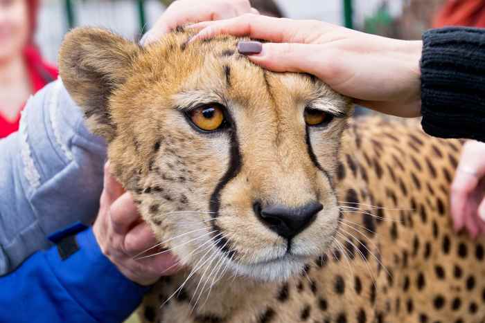 Everything You Need to Know About Pet Cheetahs - HubPages