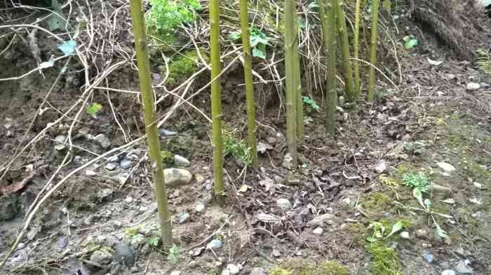 How to Plant and Grow Willow From Cuttings - HubPages