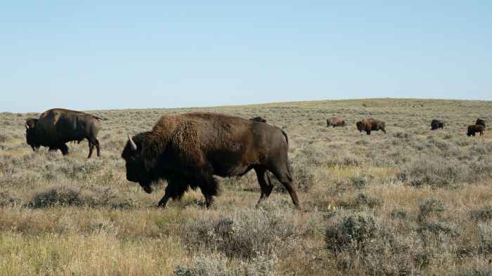 How Rewilding America Is Restoring Balance and Biodiversity to Our ...