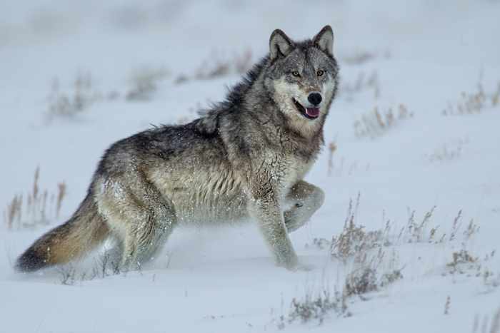 How Rewilding America Is Restoring Balance and Biodiversity to Our ...