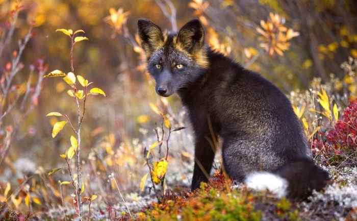 A Look at the Different Color Variations of the Red Fox - HubPages
