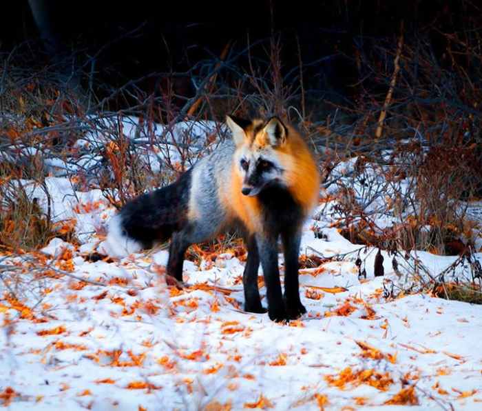A Look at the Different Color Variations of the Red Fox - HubPages