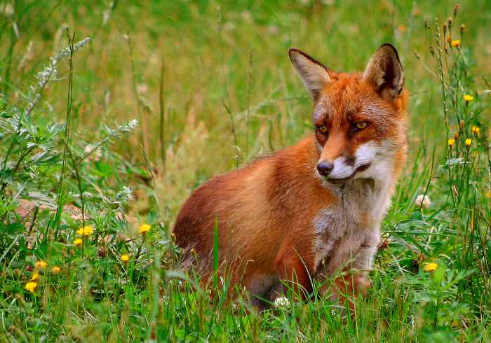A Look at the Different Color Variations of the Red Fox - HubPages