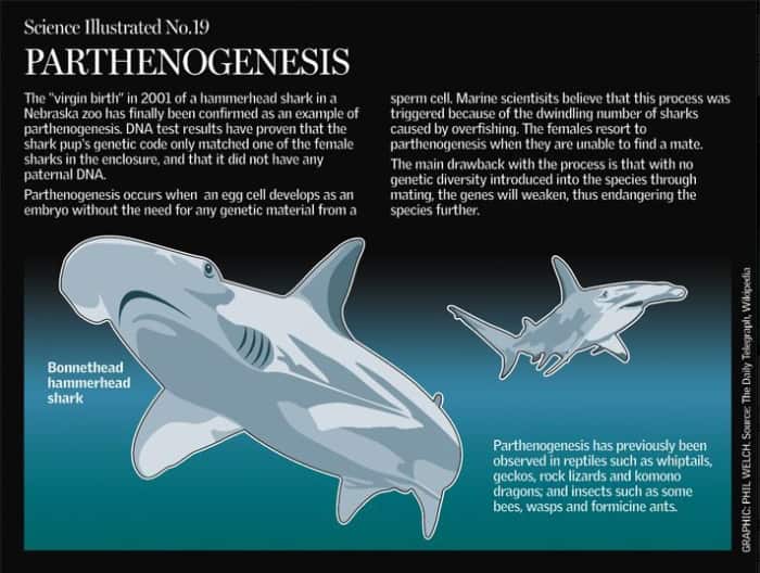 The Rare But Fascinating Phenomenon of Virgin Births in the Animal Kingdom - HubPages