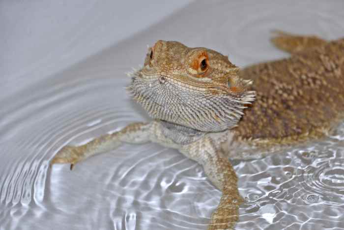 225 Bearded Dragon Names for Your Rugged Reptile - HubPages