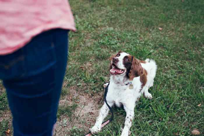 Ineffective Dog Training Techniques (And Better Solutions) - HubPages