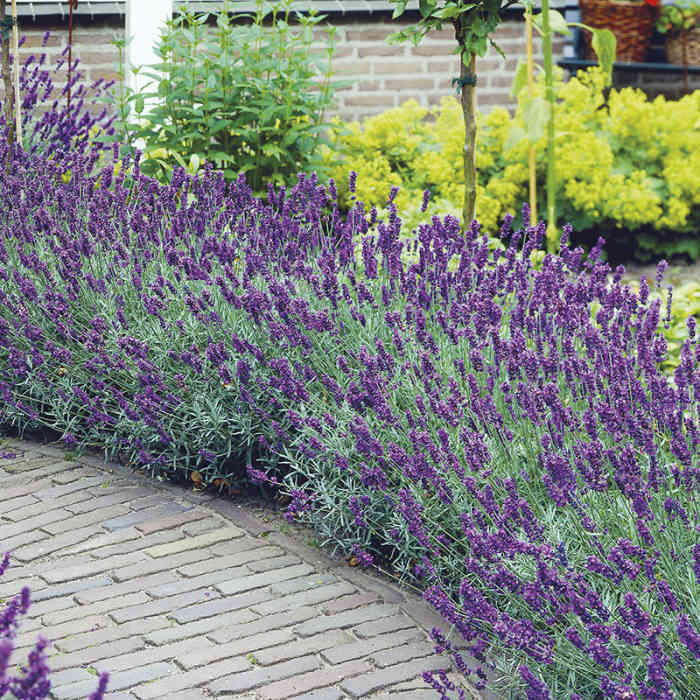 Plant a Lavender Bush to Attract Pollinators Like Butterflies and Bees ...