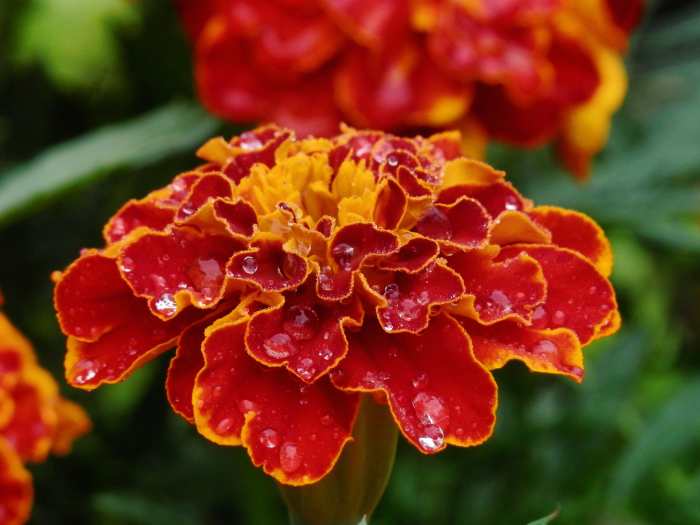 The Quirky Characteristics of Marigolds - HubPages