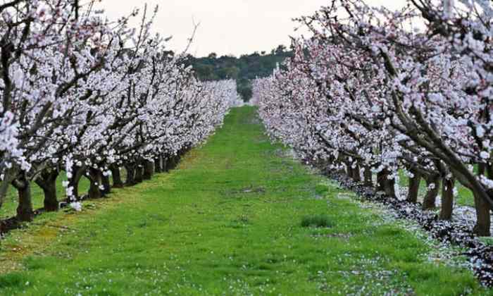 Complete Guide to Planting and Growing an Apricot Tree - HubPages