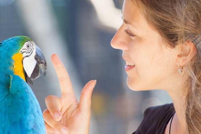 Behavioral Problems in Parrots: Causes and Possible Solutions - HubPages