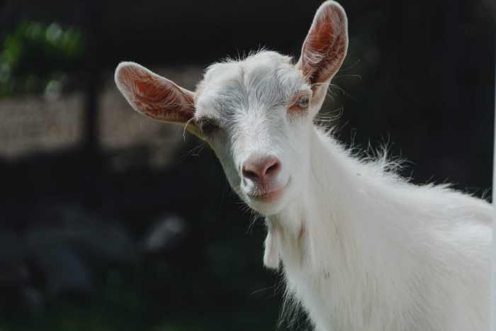 15 Best Goat Breeds for Pets - HubPages
