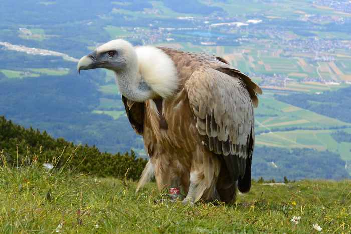 20 Bird Names in Punjabi - HubPages