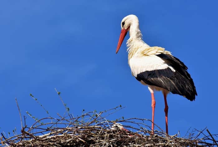 Names of Birds in Spanish - HubPages